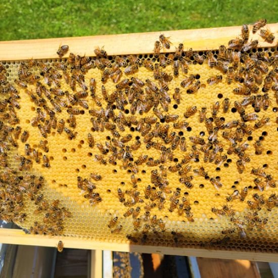 Bee Nuc (box) - 5 Frame. Ten Acres Ranch